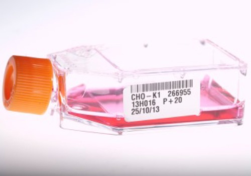 CHO cell lines expressing Fcγ receptors – an in vitro tool for antibody ...