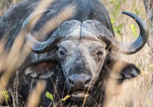 Buffalo Pox | Culture Collections
